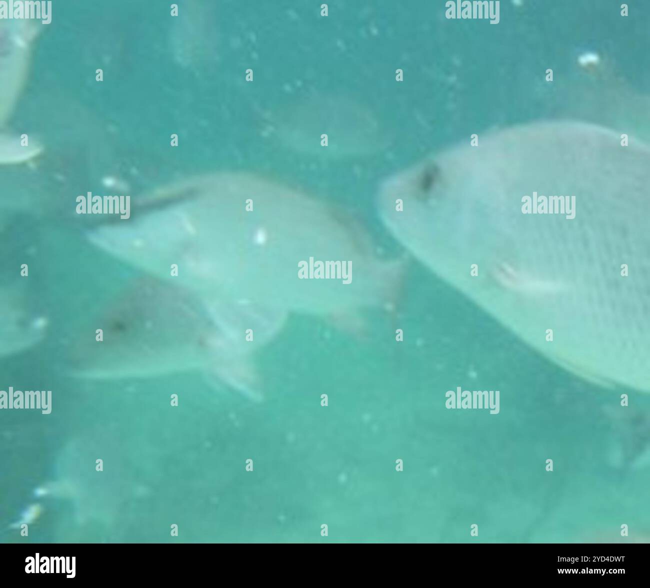 Gray Snapper (Lutjanus griseus Stock Photo - Alamy