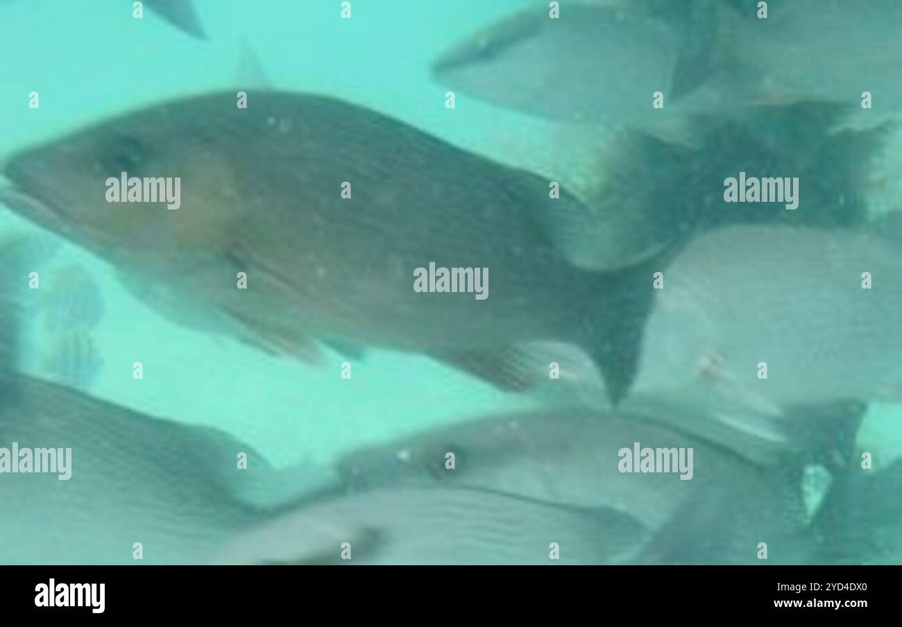 Gray Snapper (Lutjanus griseus Stock Photo - Alamy
