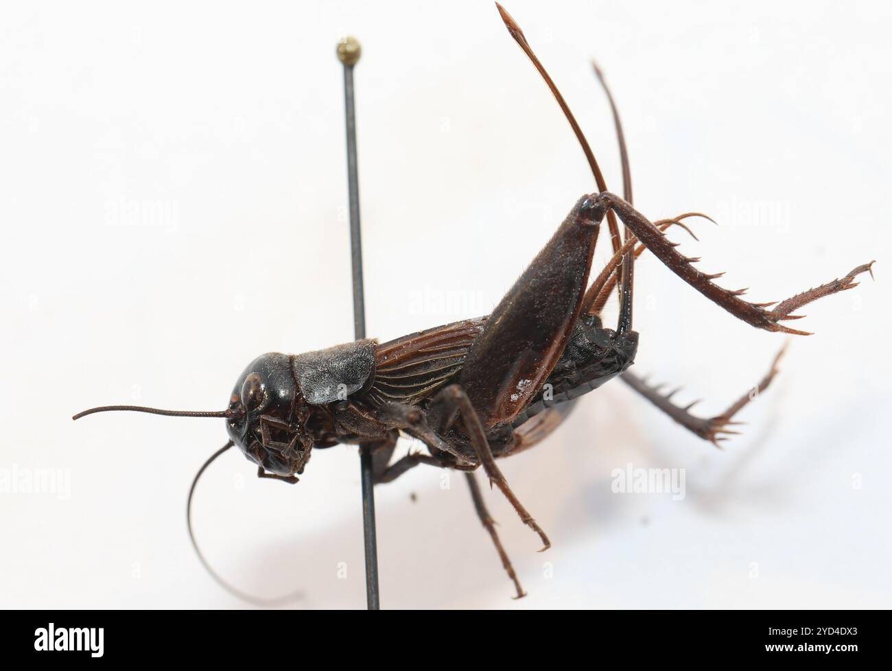 Fall Field Cricket (Gryllus pennsylvanicus Stock Photo - Alamy