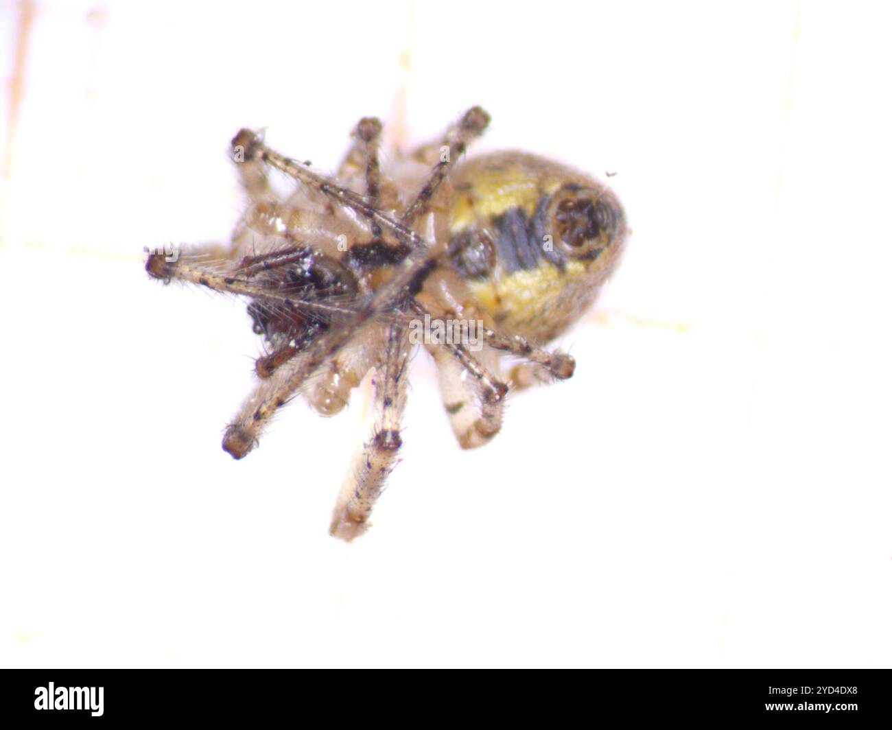 Silver-sided Sector Spider (Zygiella x-notata Stock Photo - Alamy