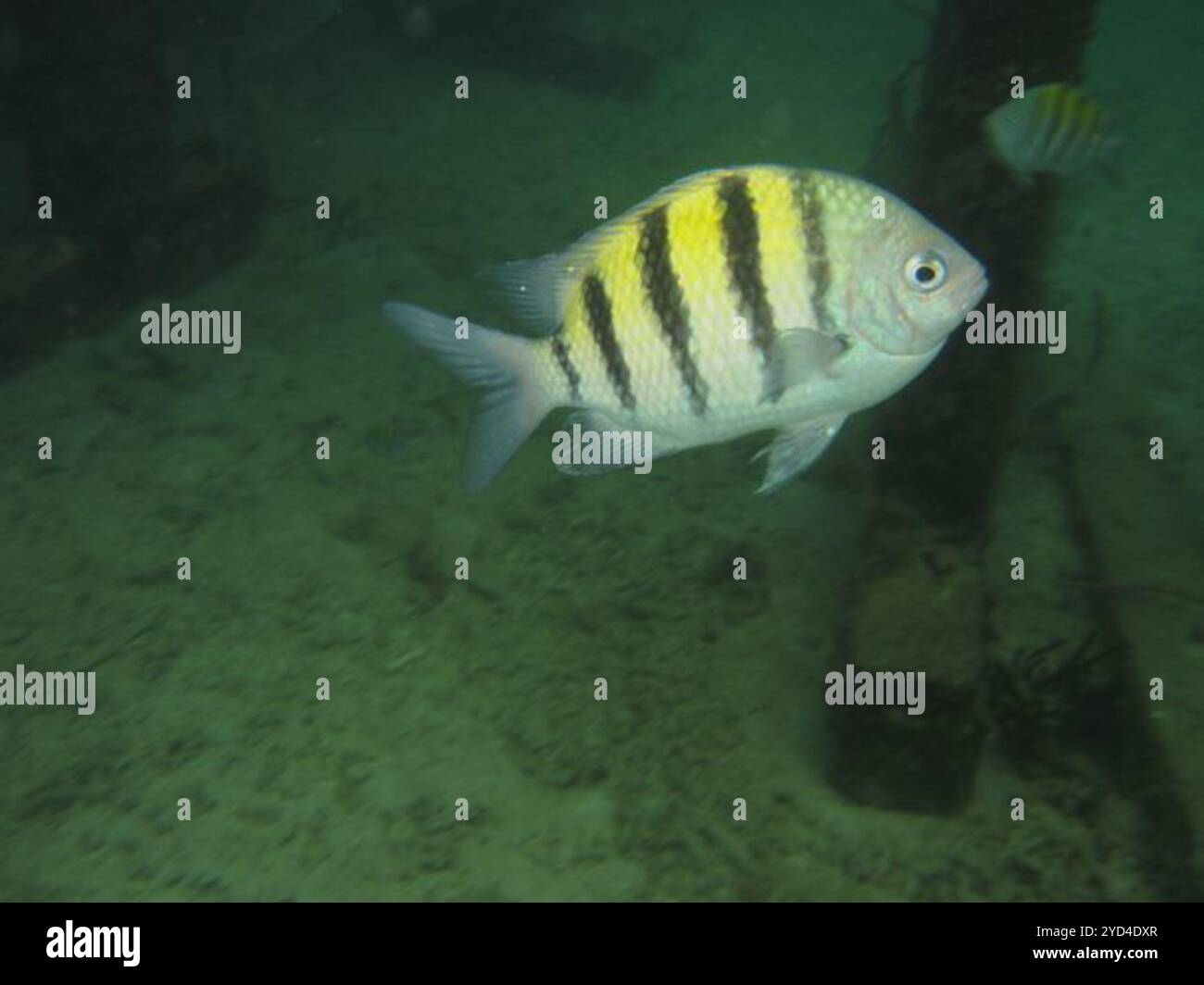 Atlantic Sergeant Major (Abudefduf saxatilis Stock Photo - Alamy