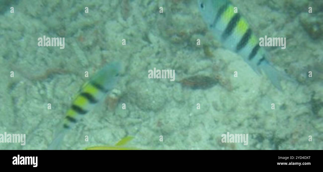 Atlantic Sergeant Major (Abudefduf saxatilis Stock Photo - Alamy