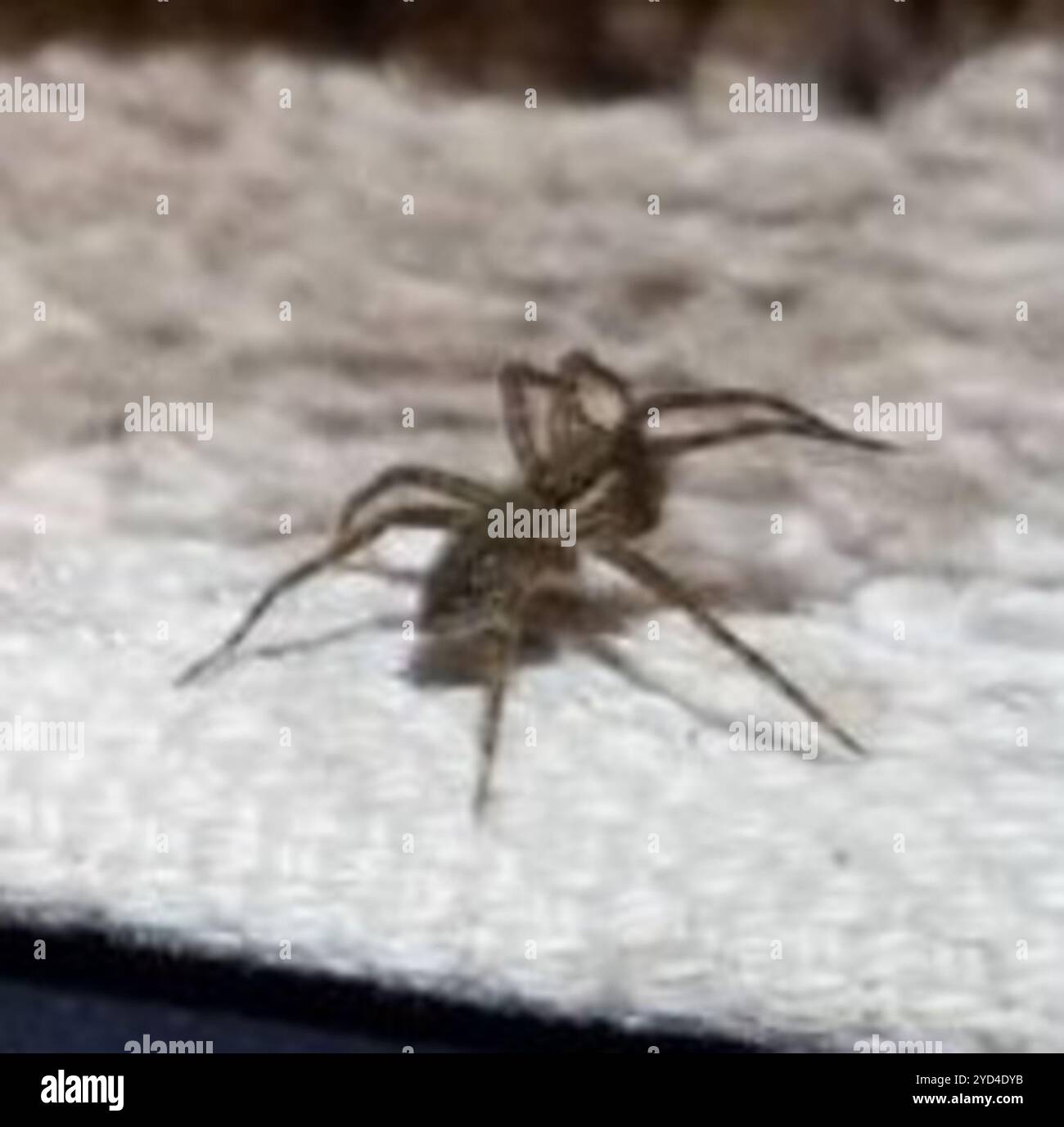 Wolf Spiders and Allies (Lycosoidea Stock Photo - Alamy