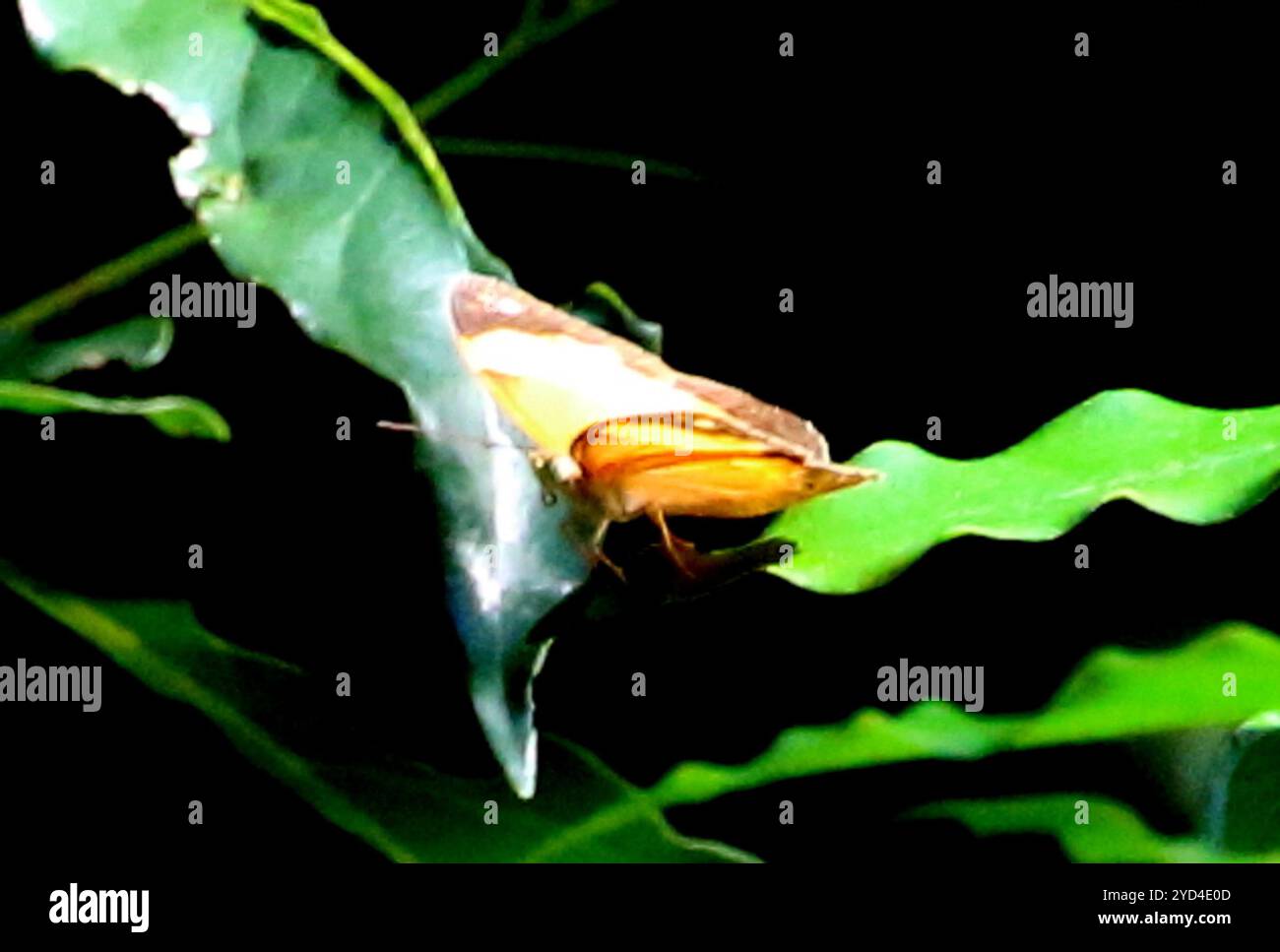 Cupha prosope hi-res stock photography and images - Alamy
