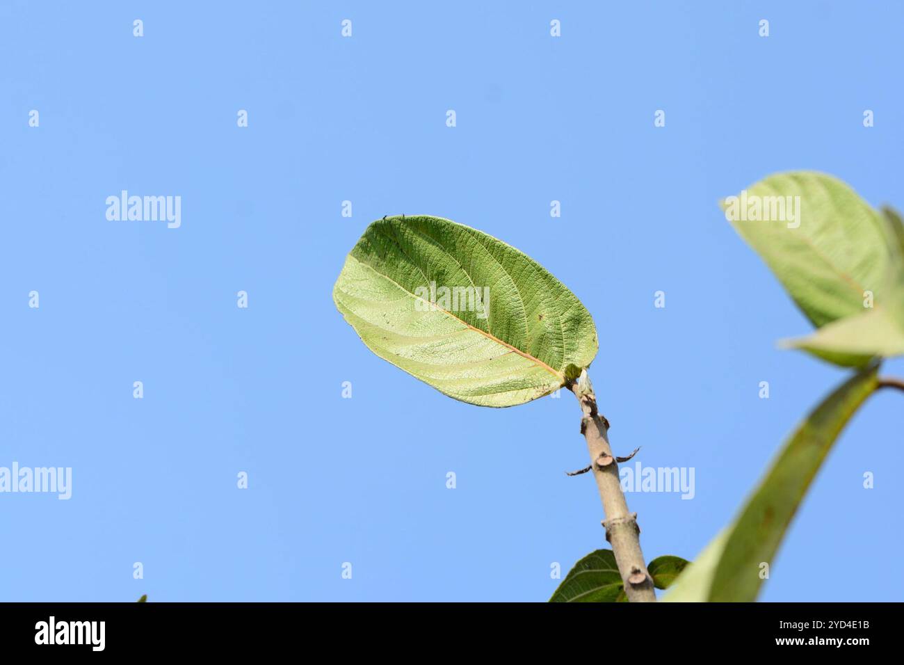 Opposite leaf fig ficus hi-res stock photography and images - Alamy