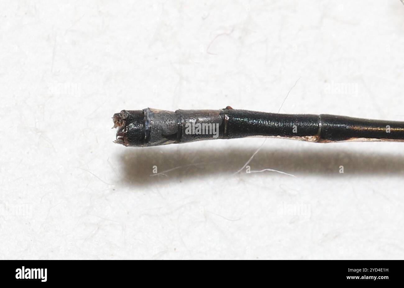 Western forktail hi-res stock photography and images - Alamy