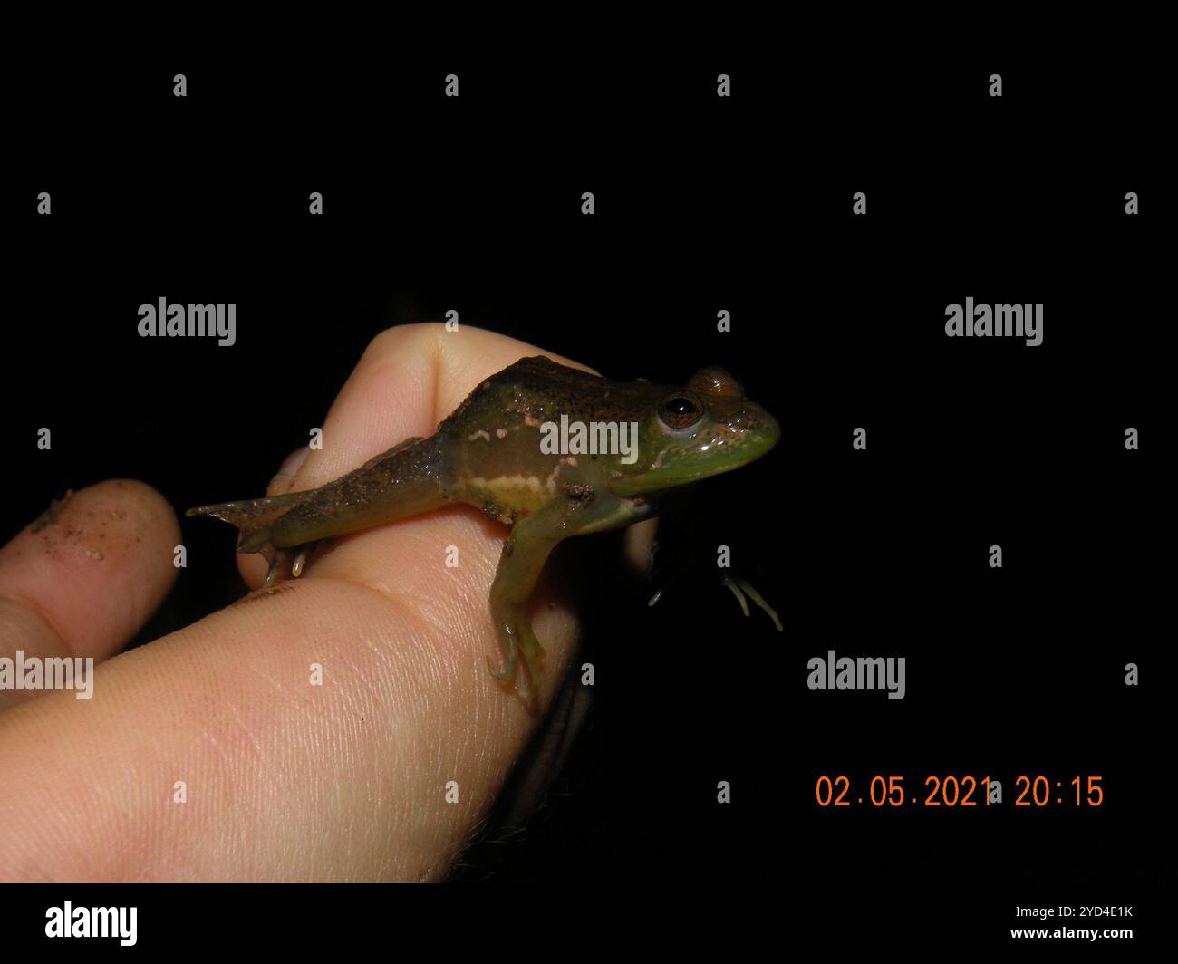 Lesser Swimming Frog (Pseudis minuta Stock Photo - Alamy