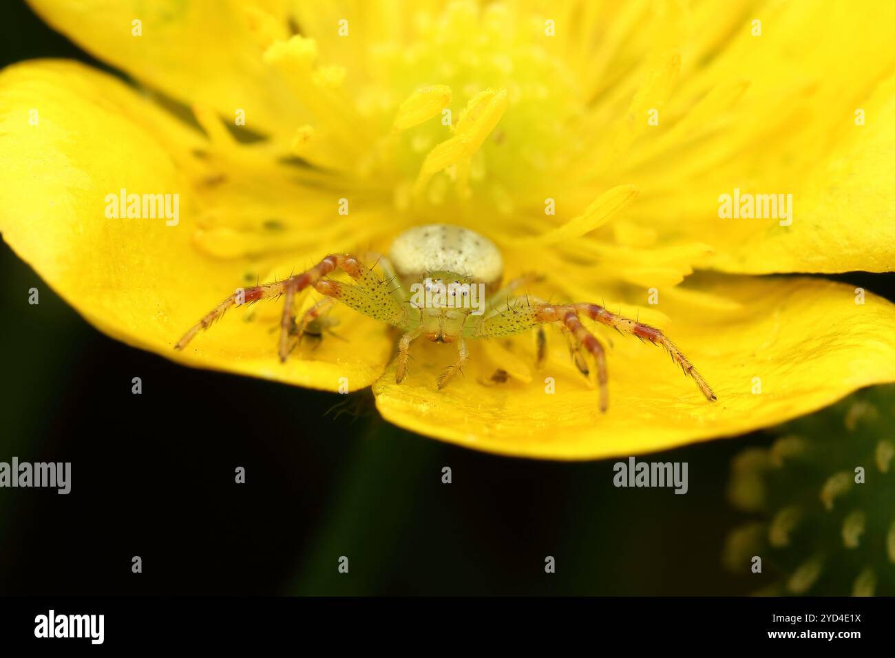 Crab Spider (Diaea prasina Stock Photo - Alamy