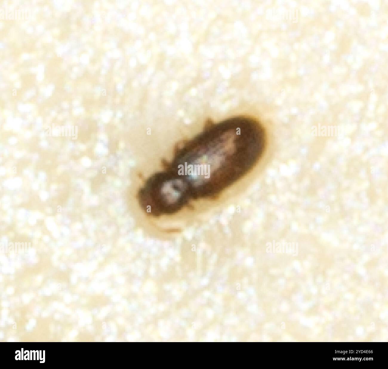 Water, Rove, Scarab, Long-horned, Leaf, and Snout Beetles (Polyphaga ...