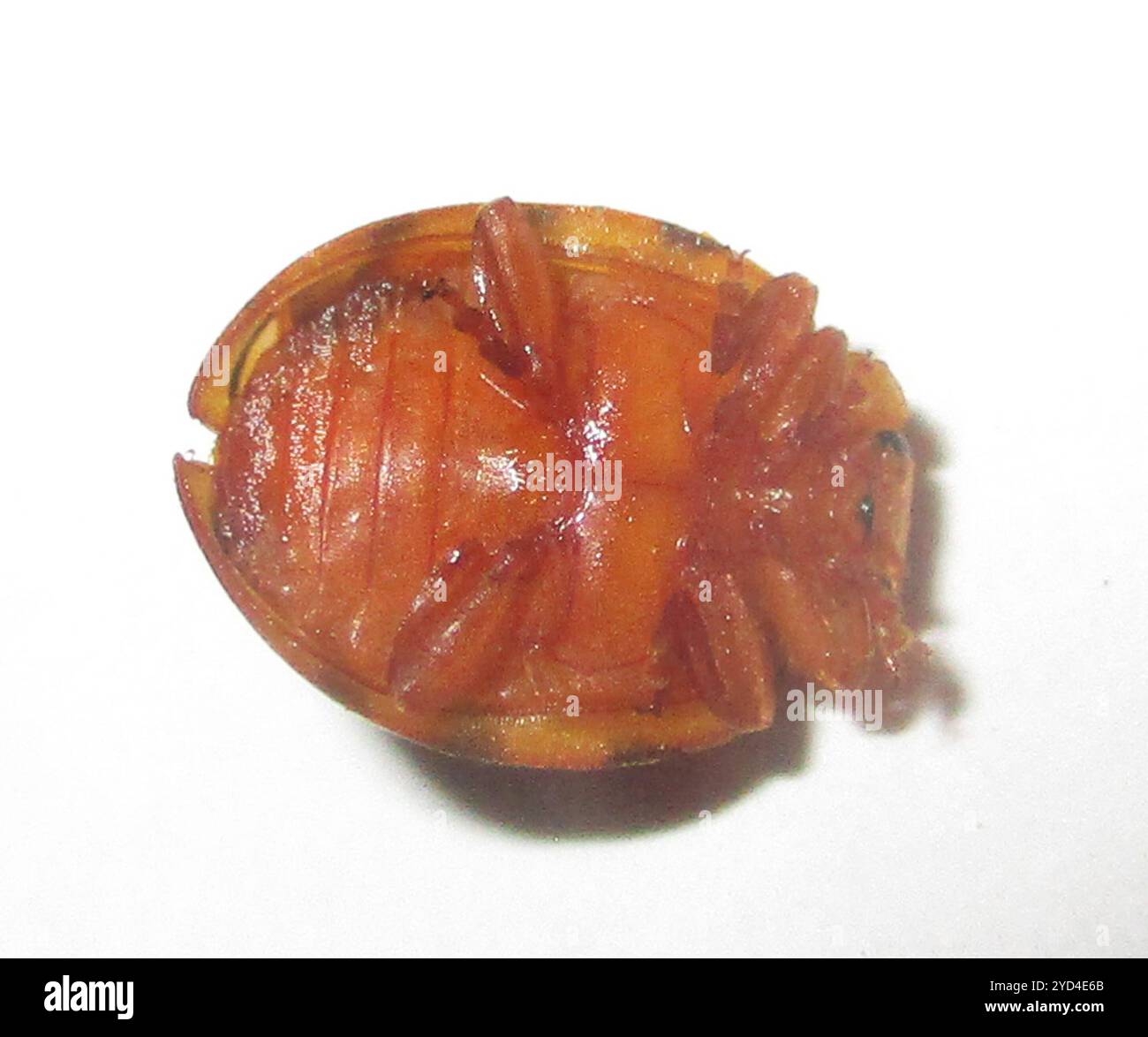 Potato Lady Beetle (Solanophila dregei Stock Photo - Alamy