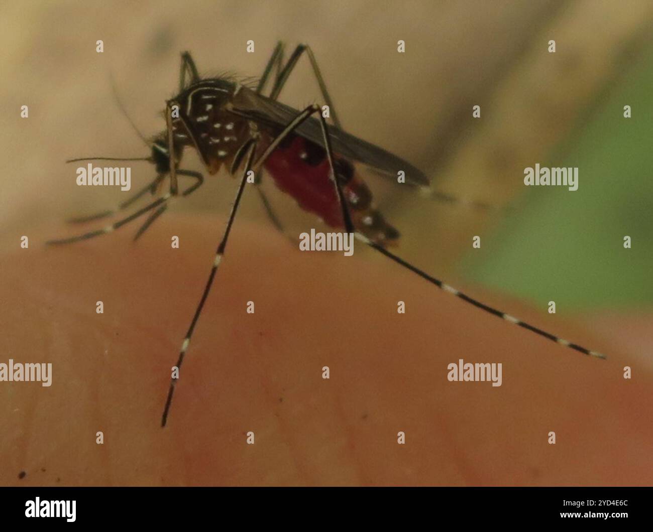 Notoscriptus hi-res stock photography and images - Alamy