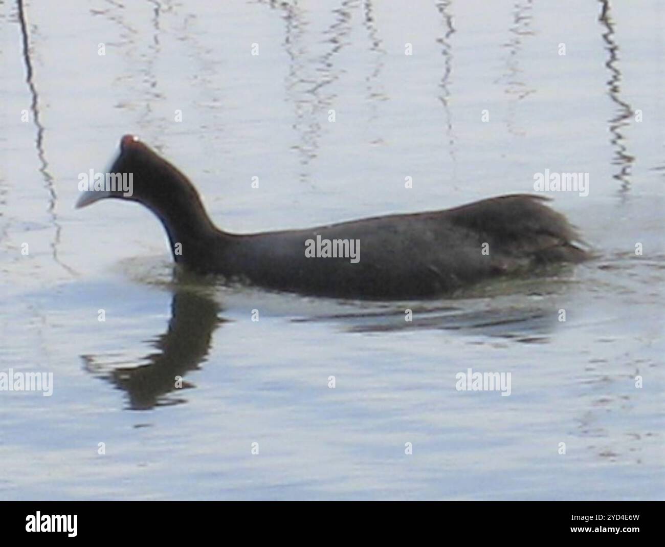 Red-knobbed Coot (Fulica cristata Stock Photo - Alamy
