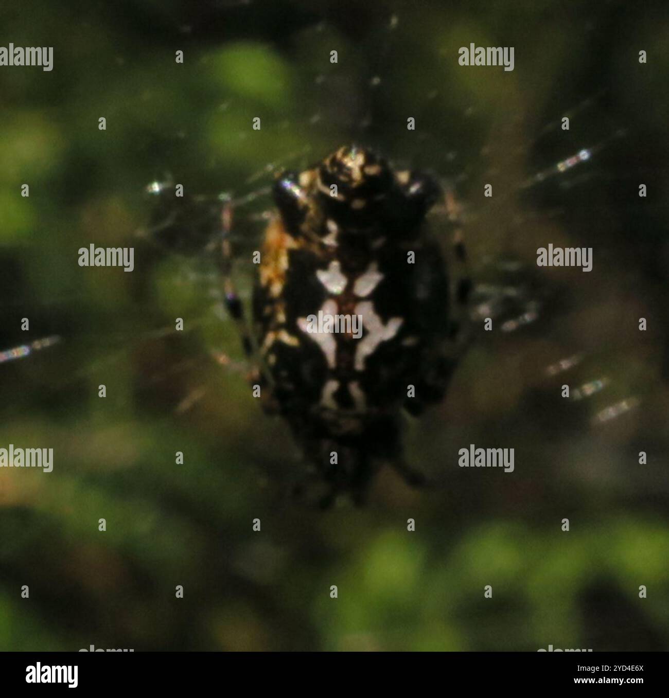 Three-lobed Spider (Cyclosa trilobata Stock Photo - Alamy