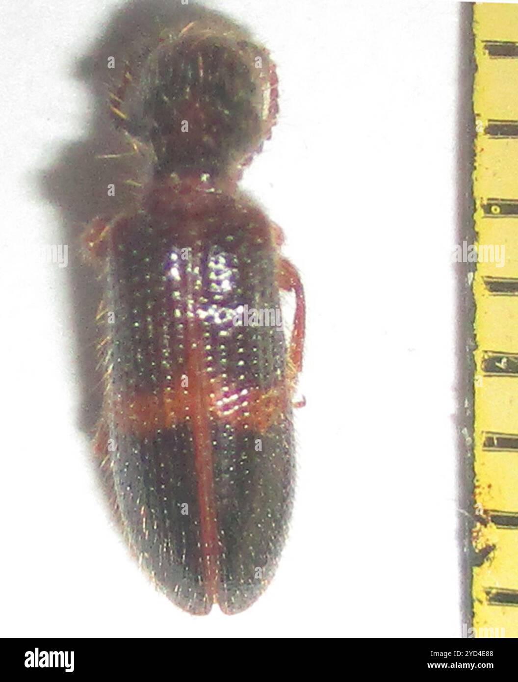 Checkered Beetles (Cleridae Stock Photo - Alamy