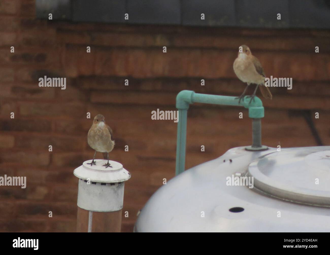 Rufous Hornero (Furnarius rufus Stock Photo - Alamy