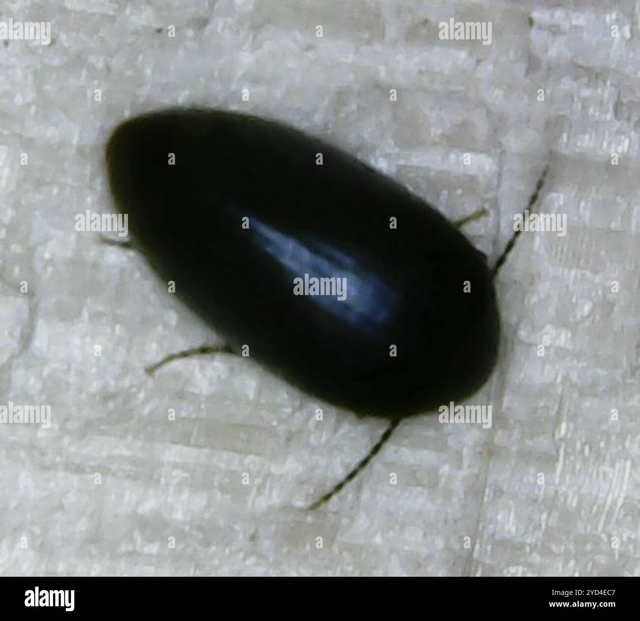 Plate-thigh Beetles (Eucinetidae Stock Photo - Alamy