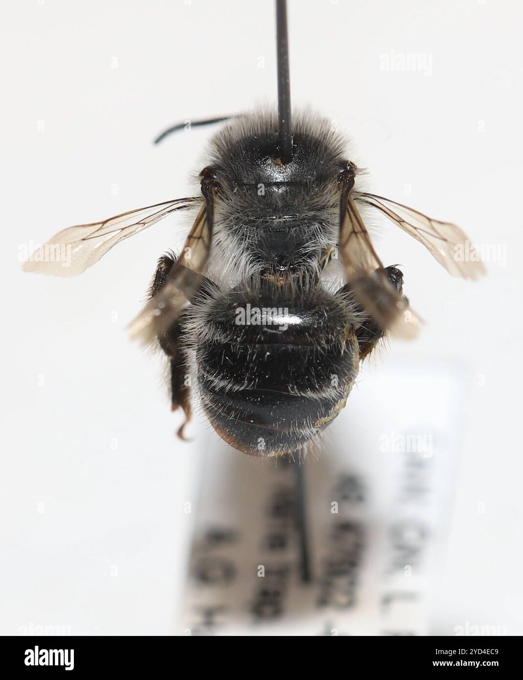 Orange-tipped Wood-digger (Anthophora terminalis Stock Photo - Alamy