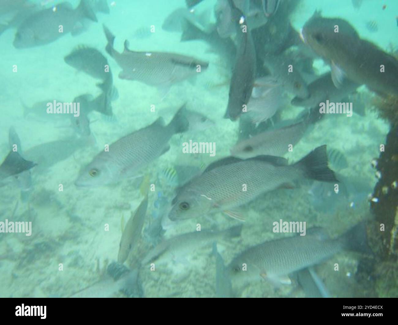 Gray Snapper (Lutjanus griseus Stock Photo - Alamy