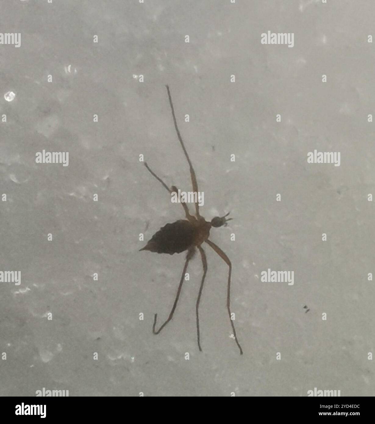 Snow Flies (Chionea Stock Photo - Alamy