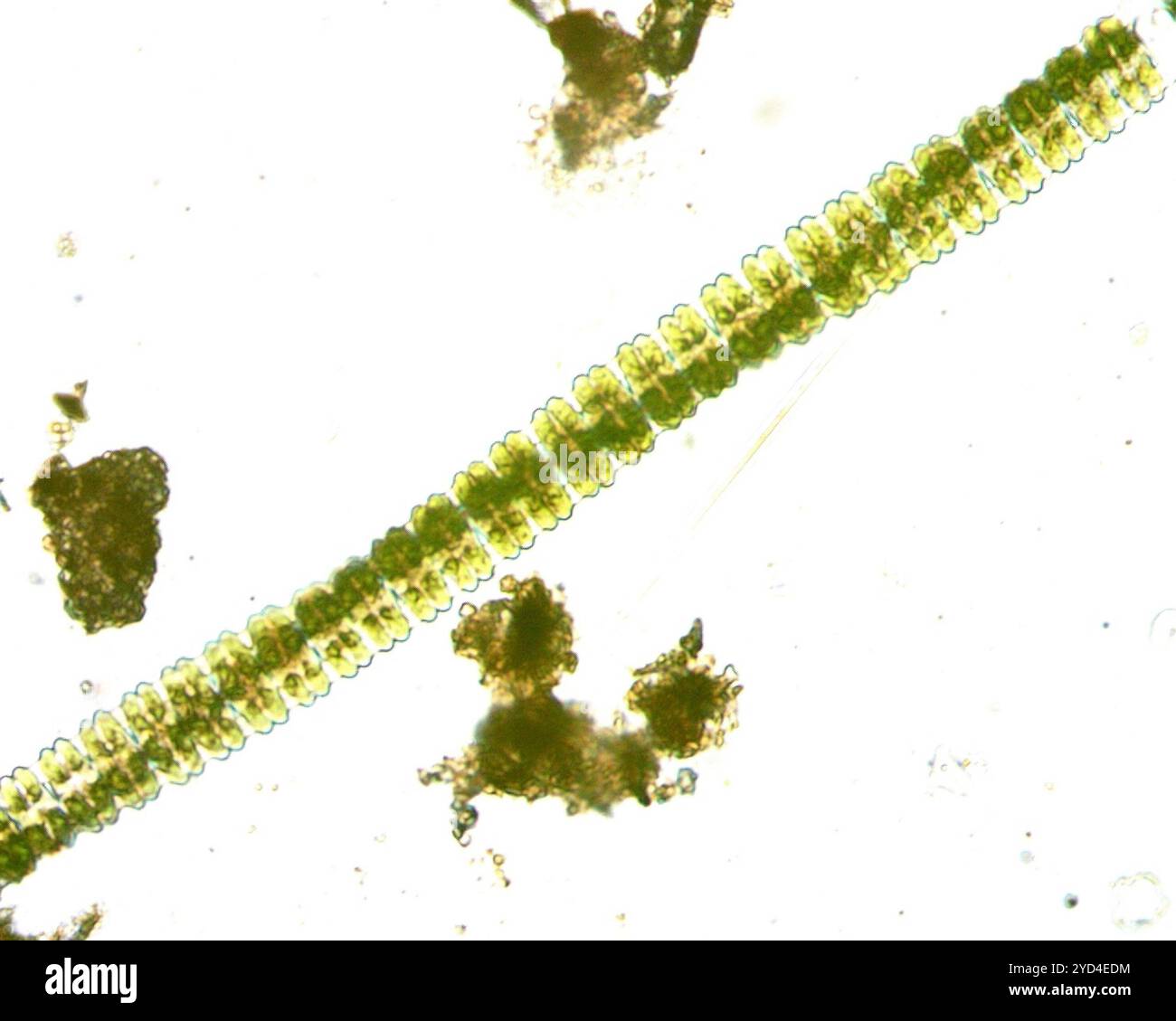 Desmidium hi-res stock photography and images - Alamy