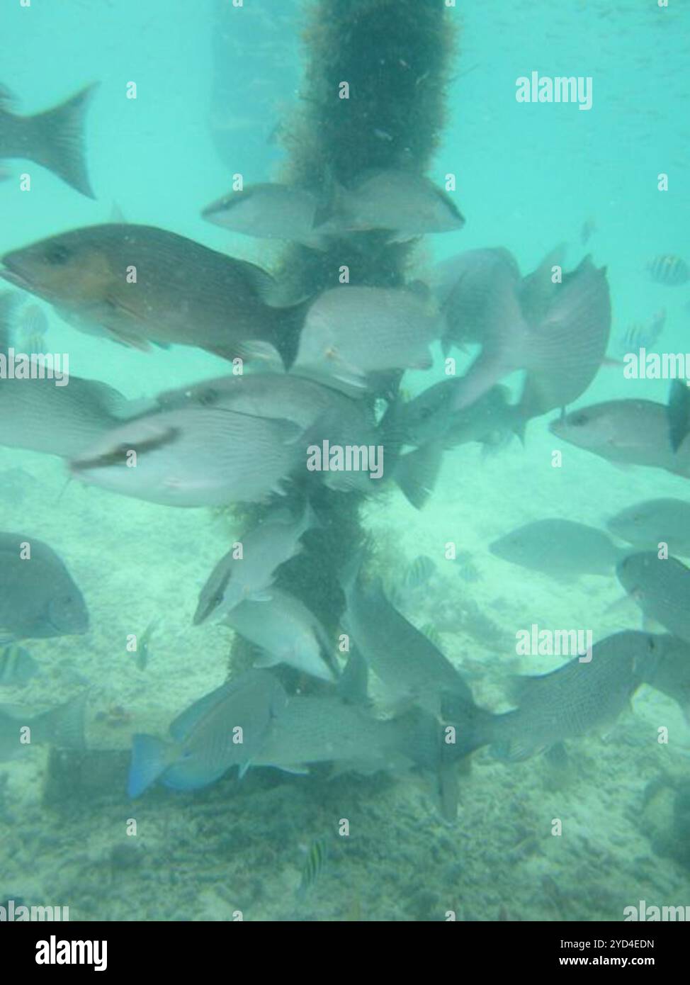 Gray Snapper (Lutjanus griseus Stock Photo - Alamy