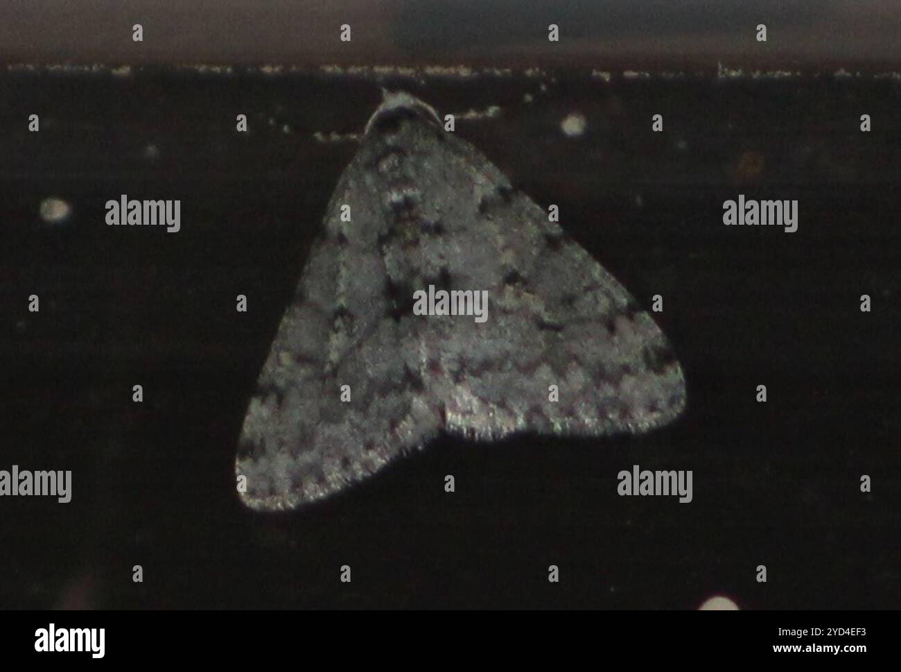 Small Phigalia Moth (Phigalia strigataria Stock Photo - Alamy