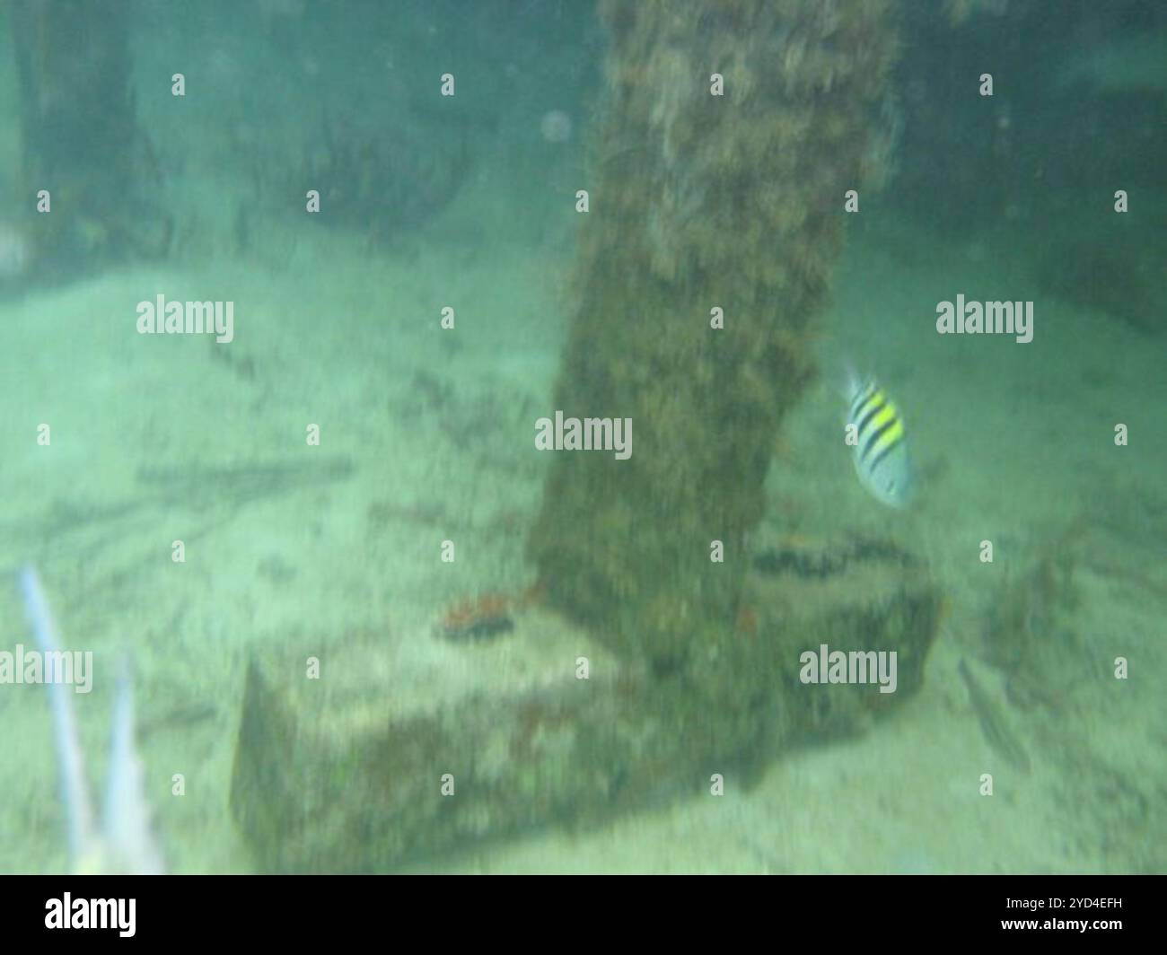 Atlantic Sergeant Major (Abudefduf saxatilis Stock Photo - Alamy