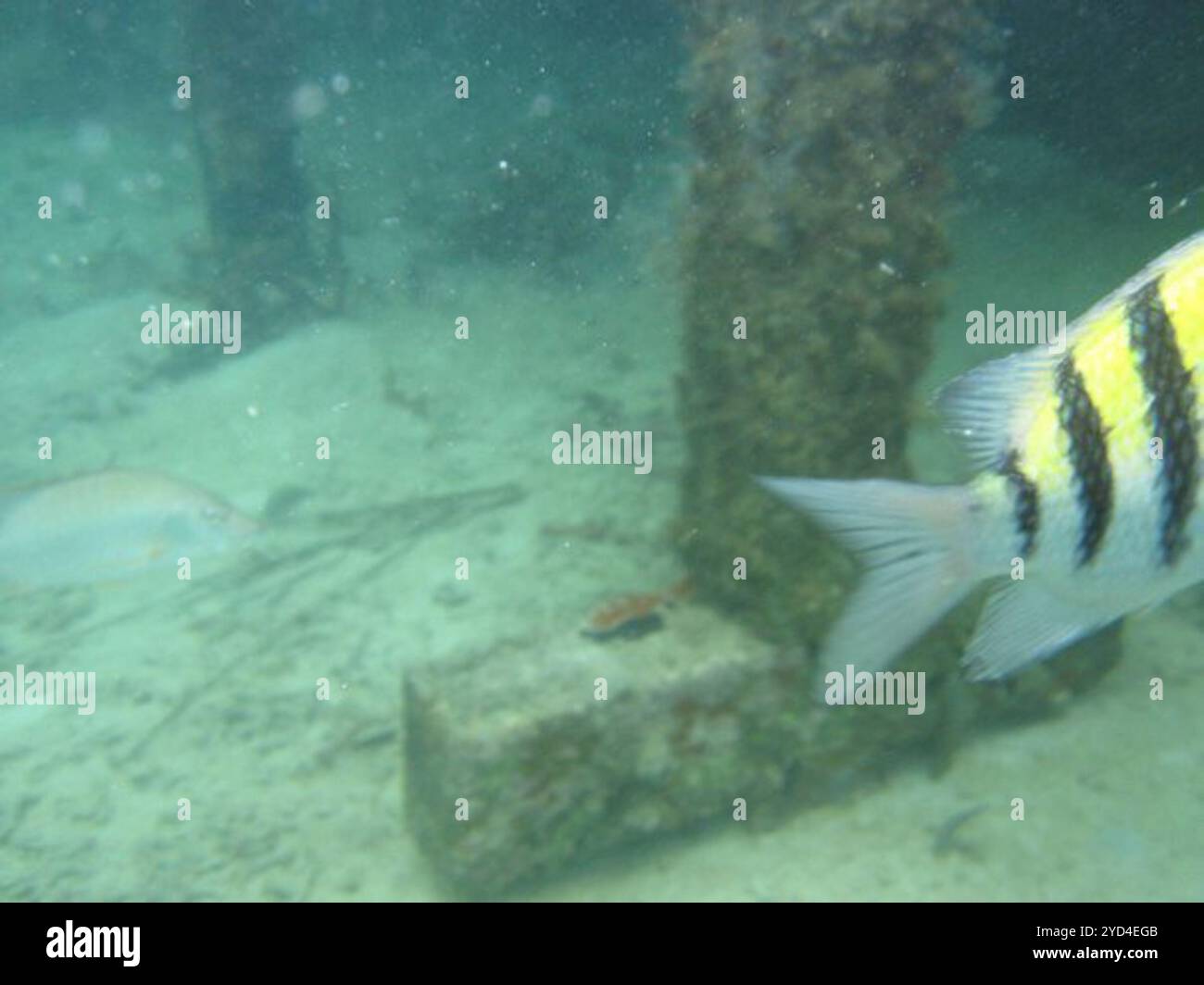 Atlantic Sergeant Major (Abudefduf saxatilis Stock Photo - Alamy