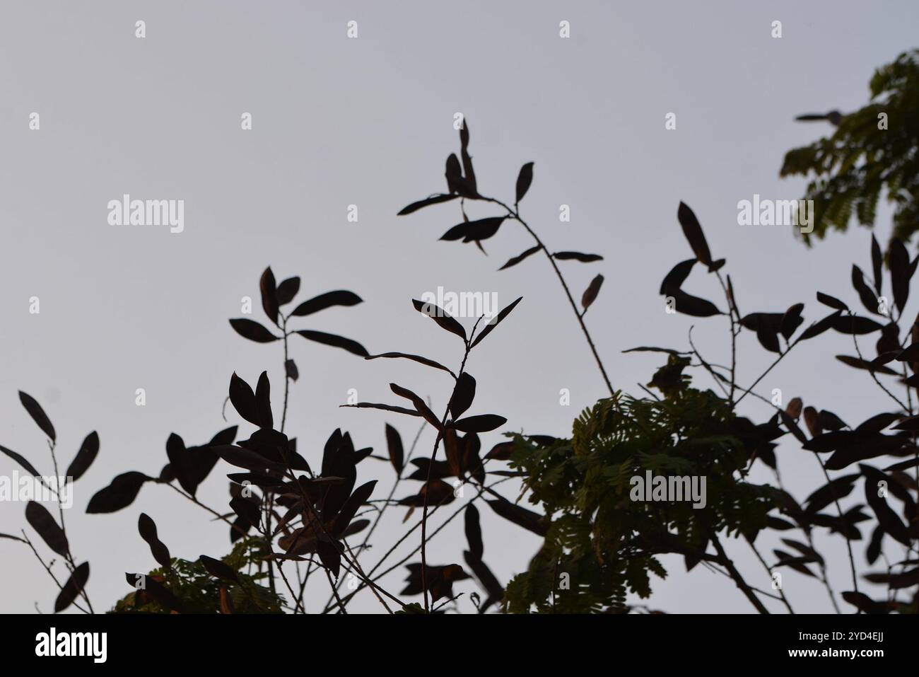Yellow Flame Tree (Peltophorum pterocarpum Stock Photo - Alamy