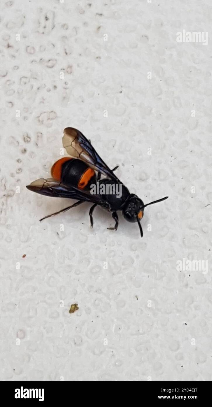 Common Wasp-mimic Bee (Hyleoides concinna Stock Photo - Alamy