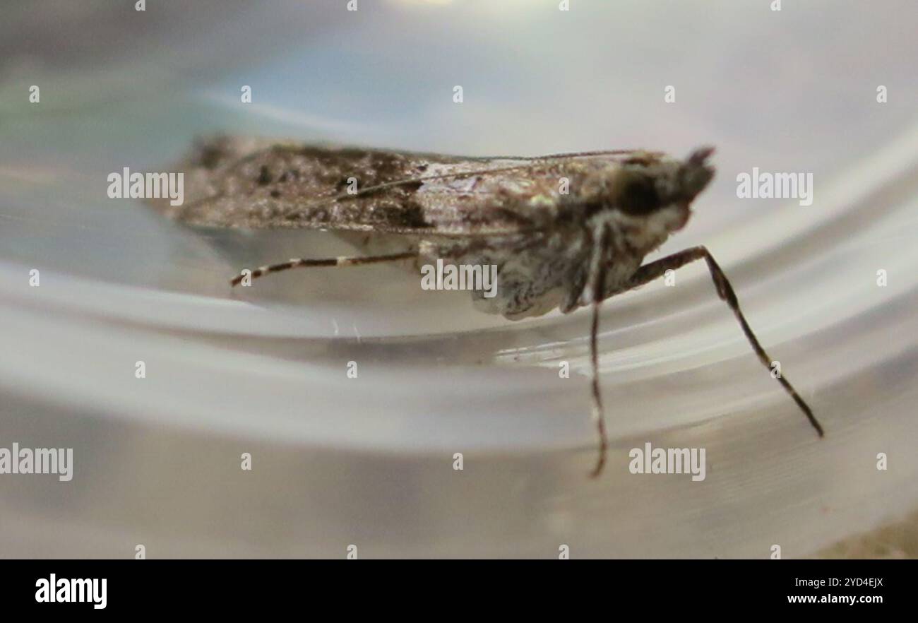 Sod webworm (Eudonia submarginalis Stock Photo - Alamy