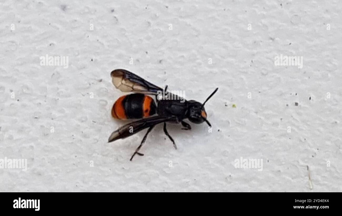 Common Wasp-mimic Bee (Hyleoides concinna Stock Photo - Alamy