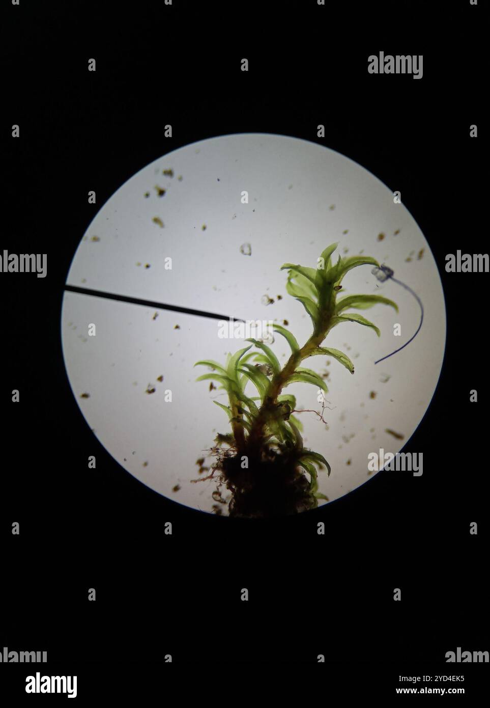 Bird's-Claw Beard-Moss (Barbula unguiculata Stock Photo - Alamy