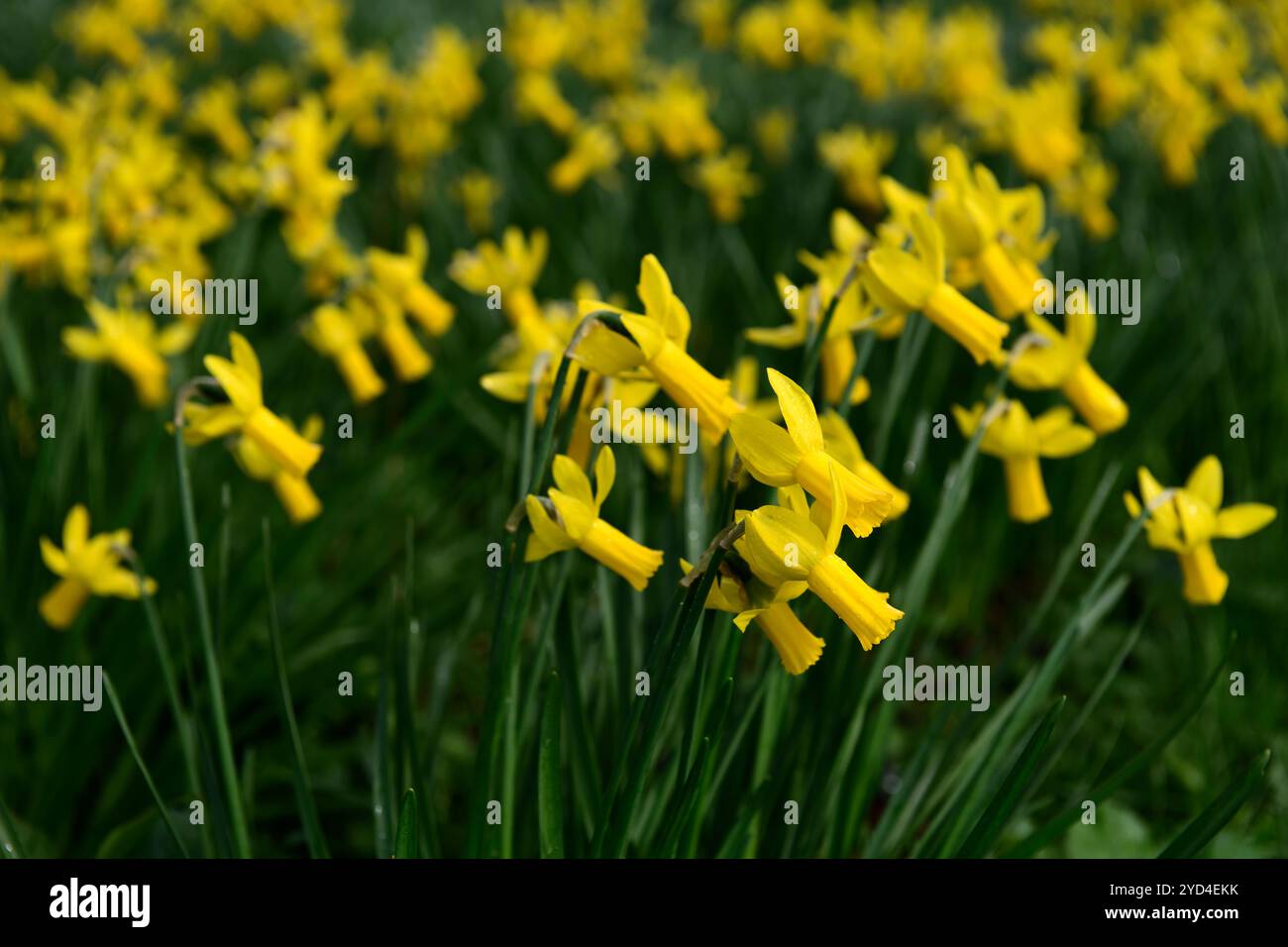 narcissus tete a tete,daffodils,miniature daffodil,spring flower,springs flowering,RM Floral ...