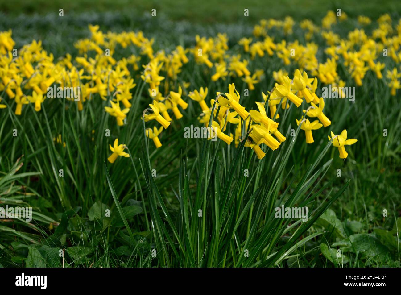 narcissus tete a tete,daffodils,miniature daffodil,spring flower,springs flowering,RM Floral ...