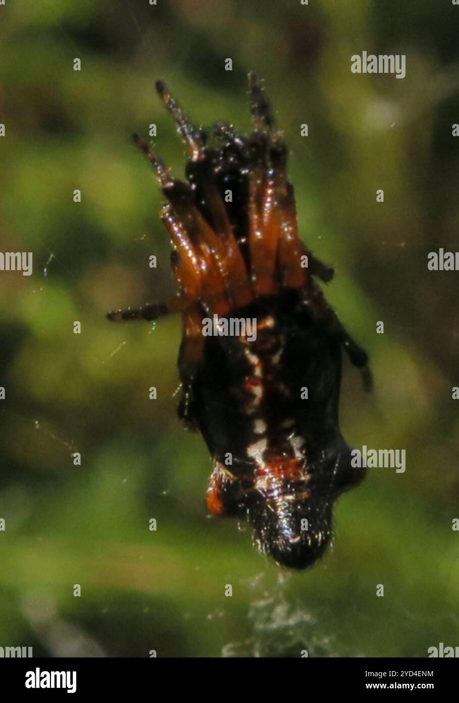 Three-lobed Spider (Cyclosa trilobata Stock Photo - Alamy