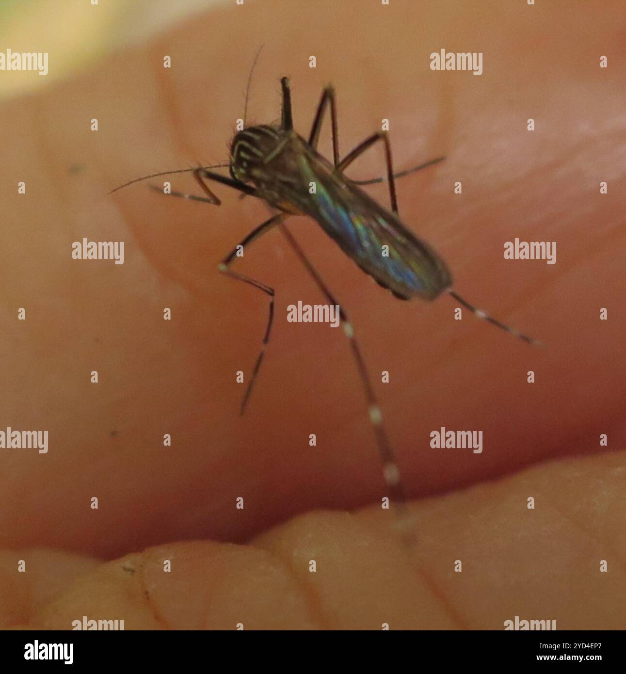 Striped Mosquito (Aedes notoscriptus Stock Photo - Alamy