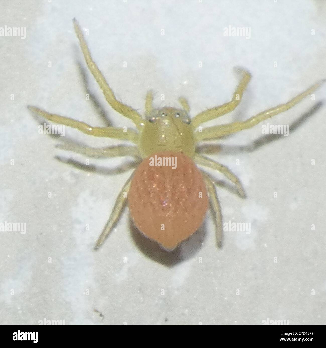 Crab Spiders (Thomisidae Stock Photo - Alamy