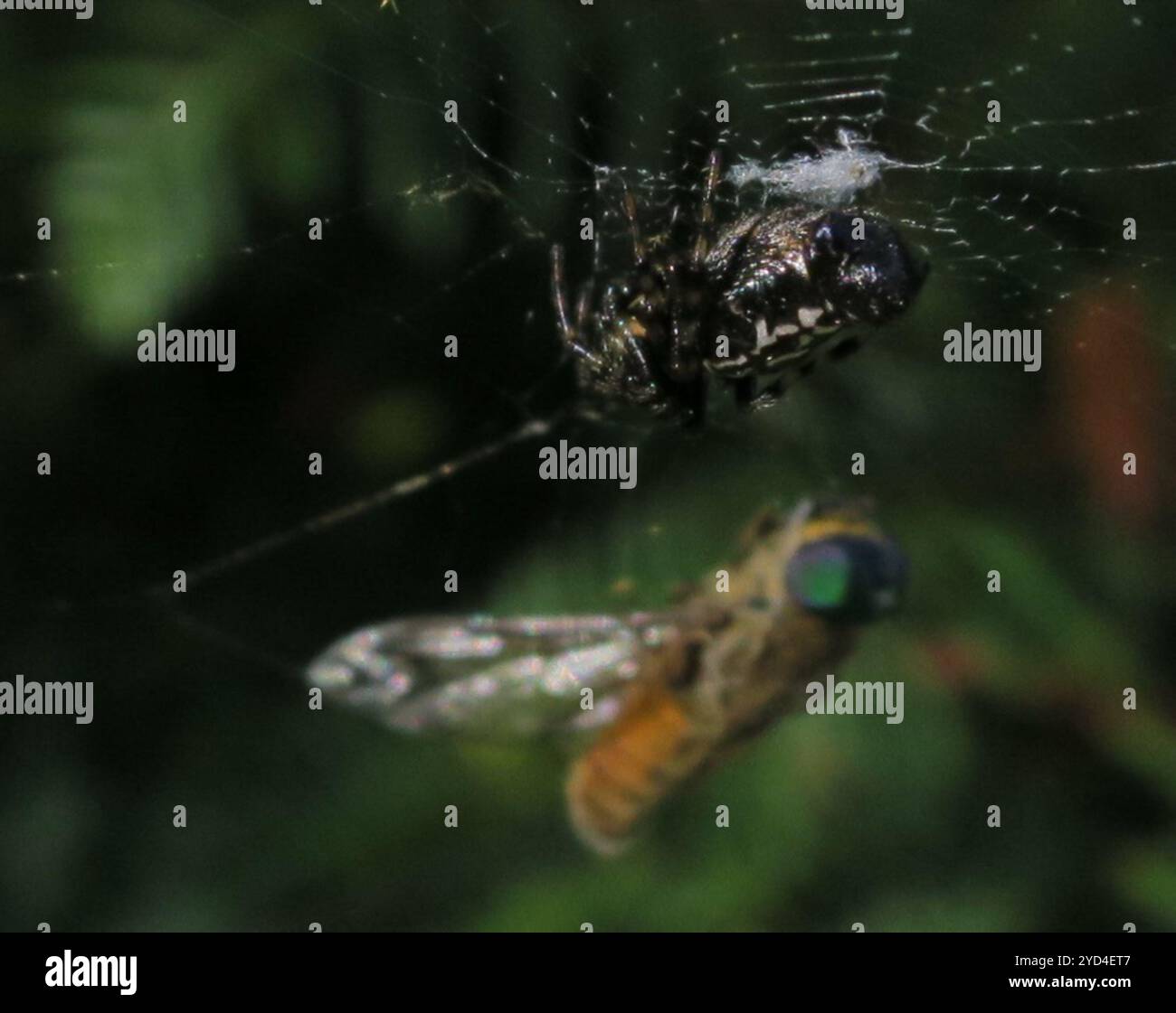 Three-lobed Spider (Cyclosa trilobata Stock Photo - Alamy