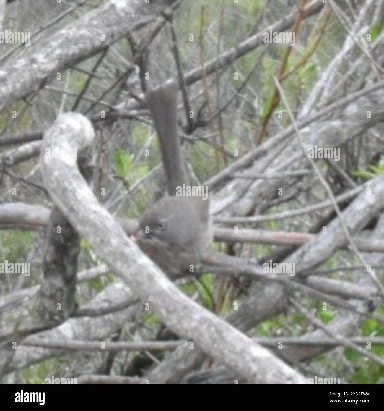 Wrentit (Chamaea fasciata Stock Photo - Alamy