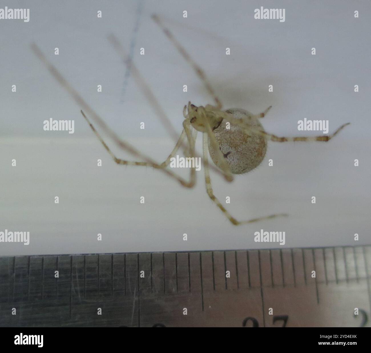 White porch spider (Cryptachaea gigantipes Stock Photo - Alamy