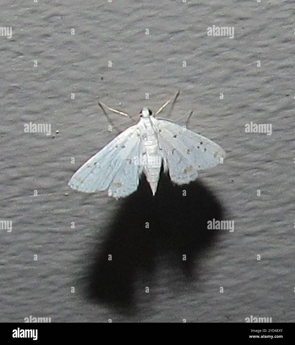 China-mark Moths (Acentropinae Stock Photo - Alamy