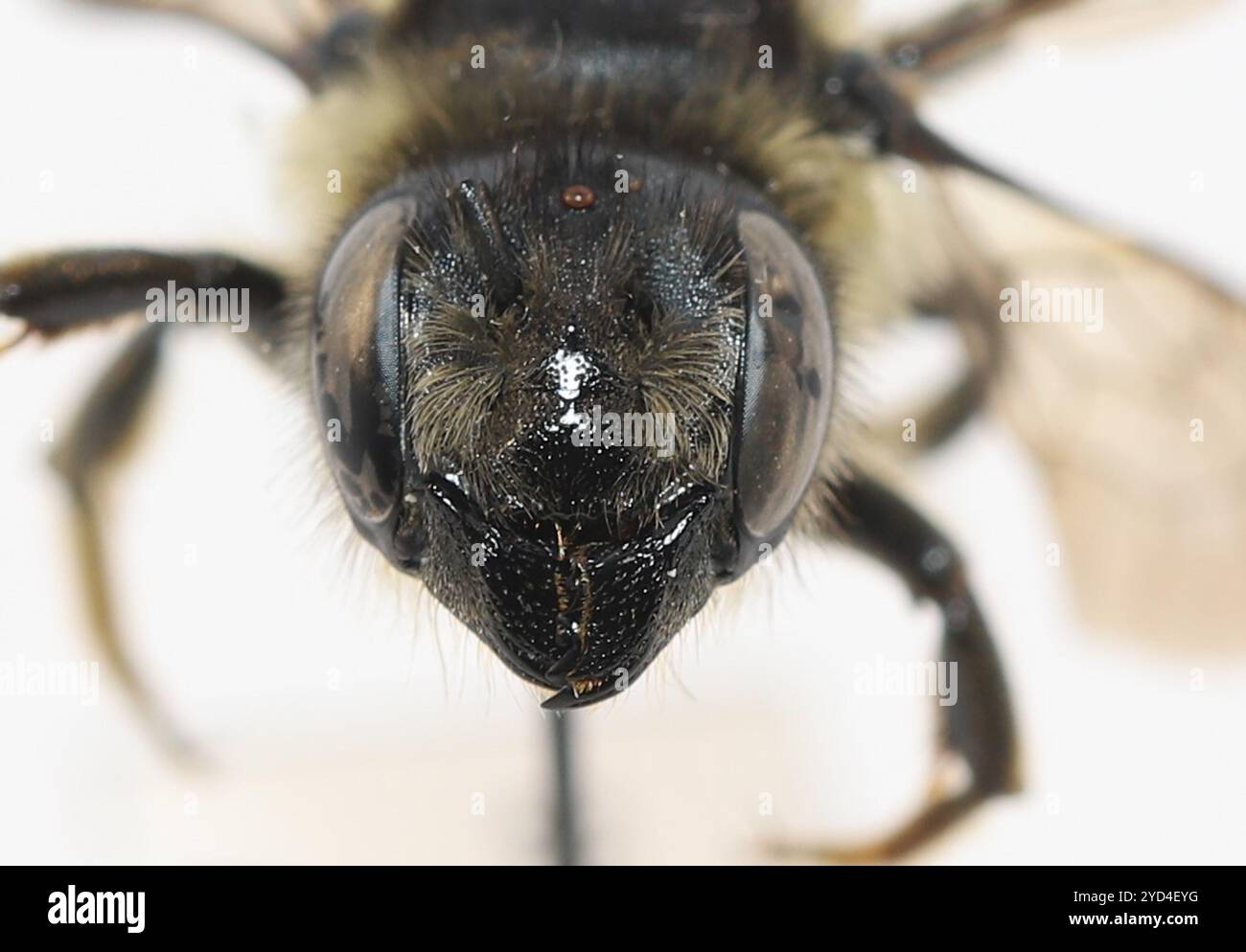 Unarmed Leafcutter Bee (Megachile inermis Stock Photo - Alamy