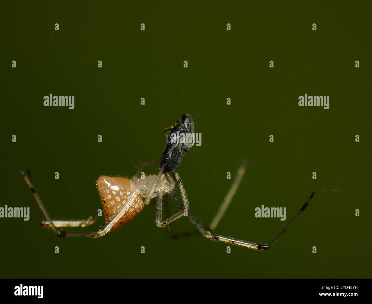 Mirror-ball Spiders (Thwaitesia Stock Photo - Alamy