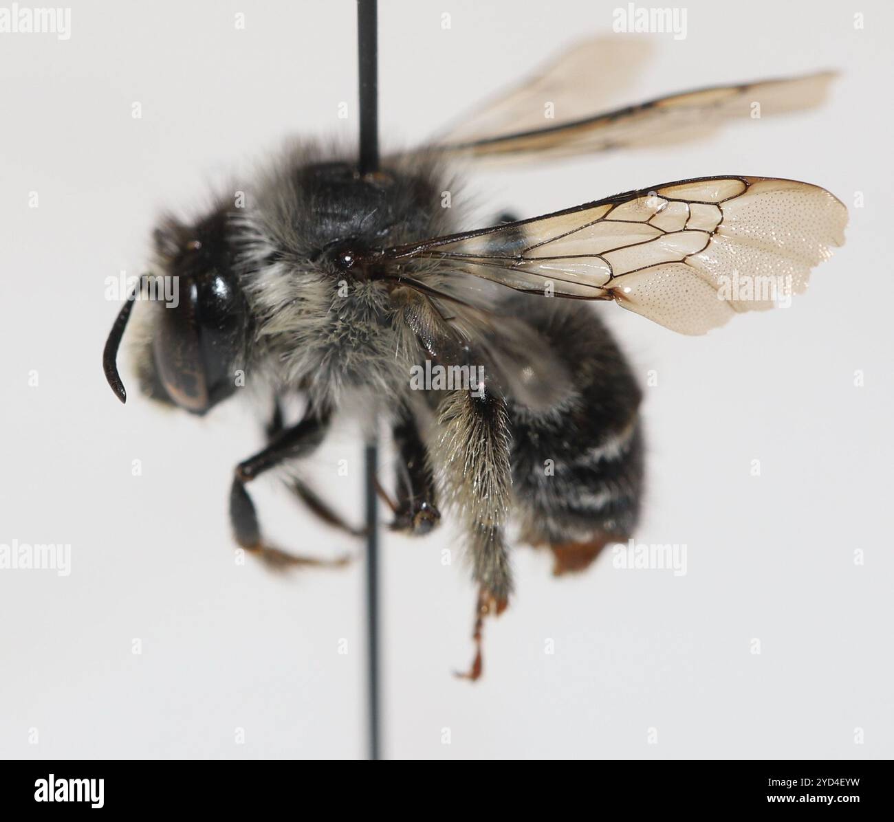 Anthophora terminalis hi-res stock photography and images - Alamy
