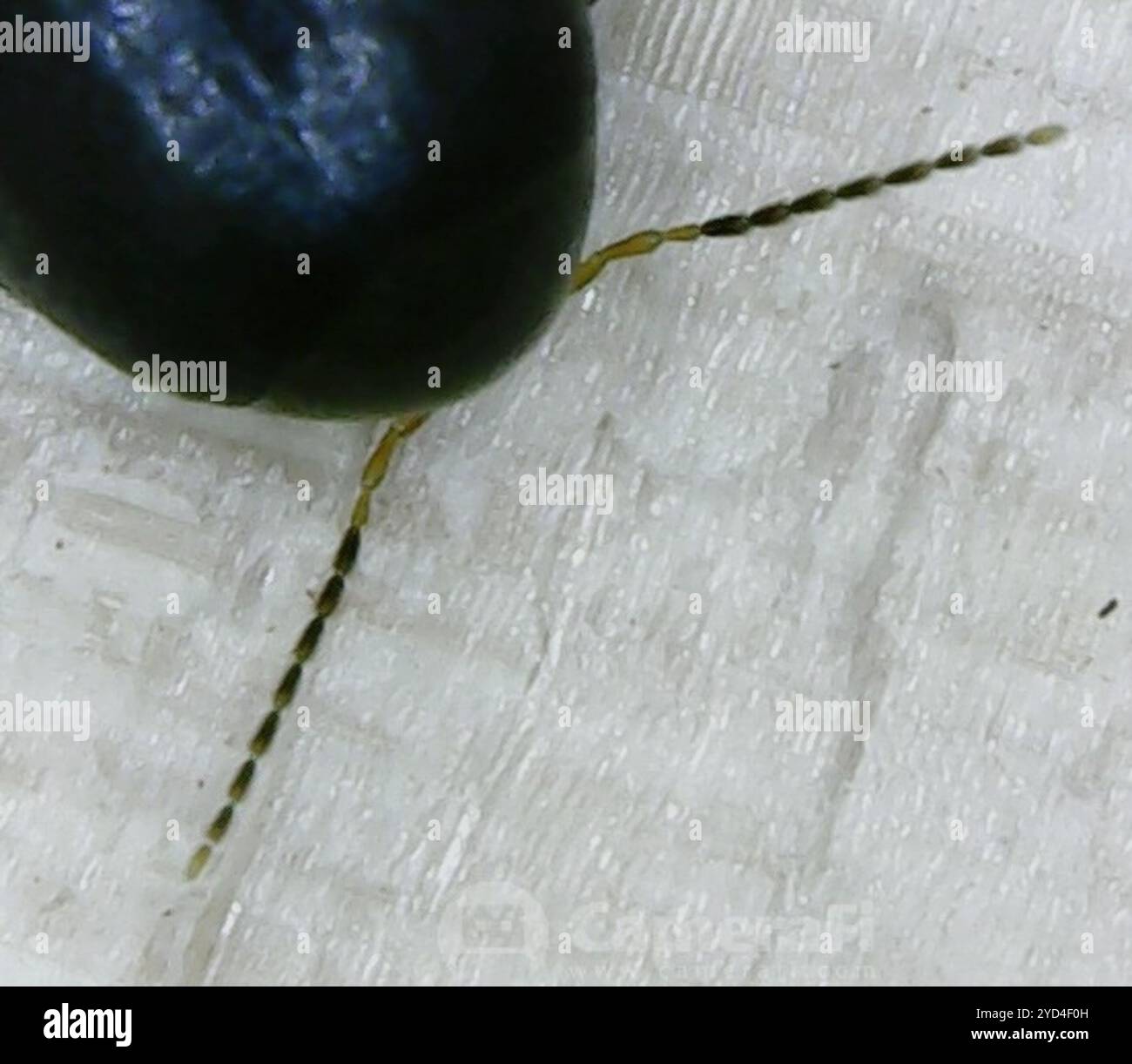 Thigh beetles hi-res stock photography and images - Alamy