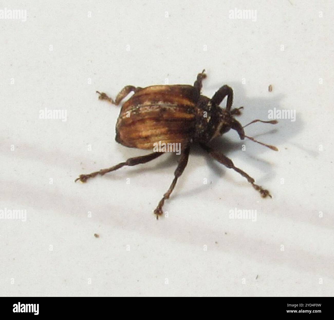 True Weevils (Curculionidae Stock Photo - Alamy
