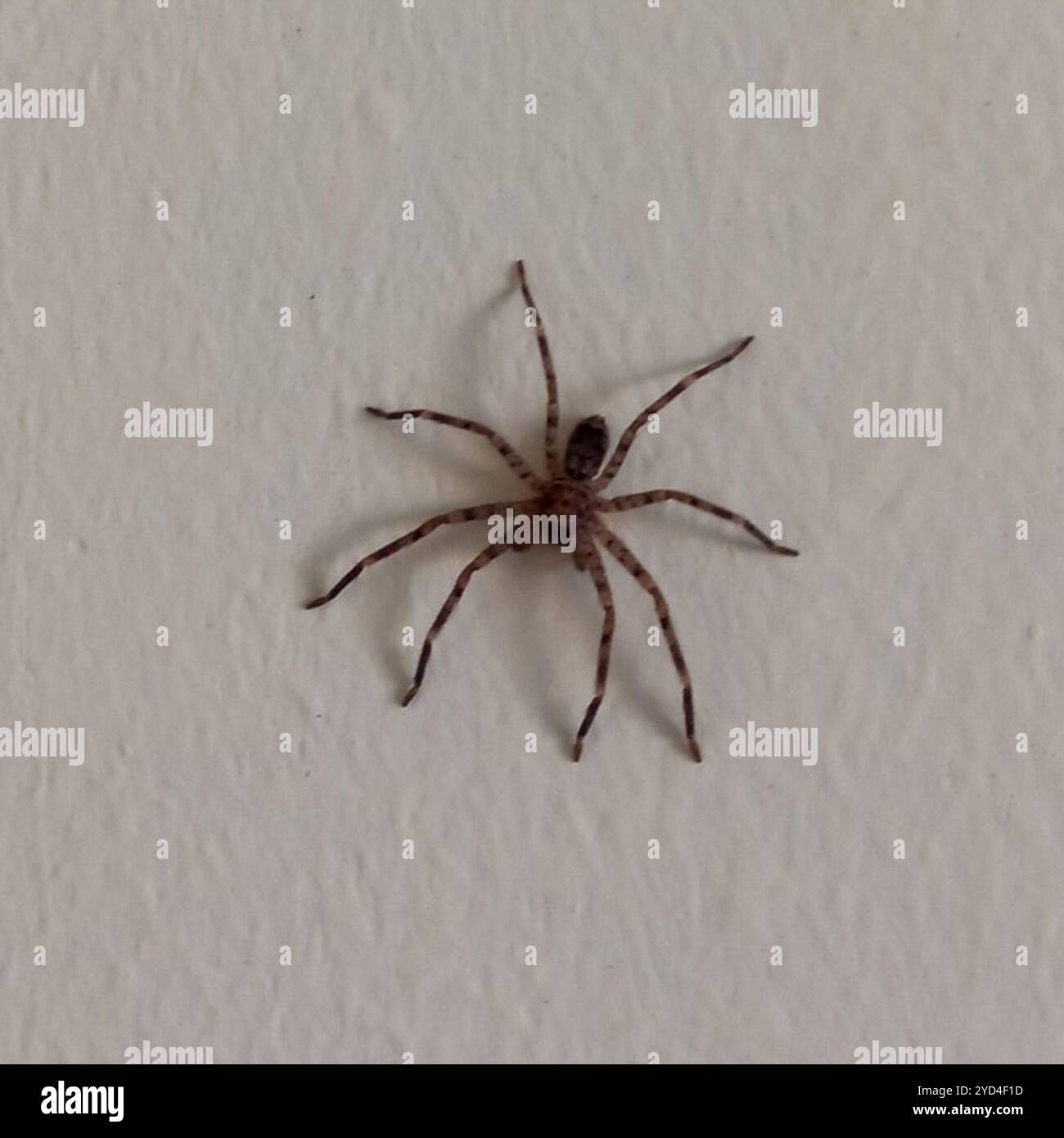 Pantropical huntsman spider hi-res stock photography and images - Alamy