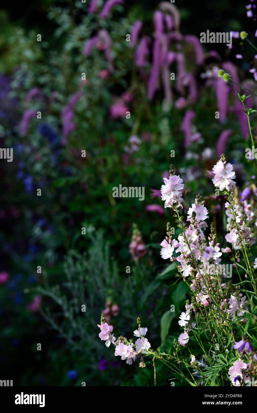 sidalcea malviflora elsie heugh,mixed bed,mixed perennial border,mixed ...