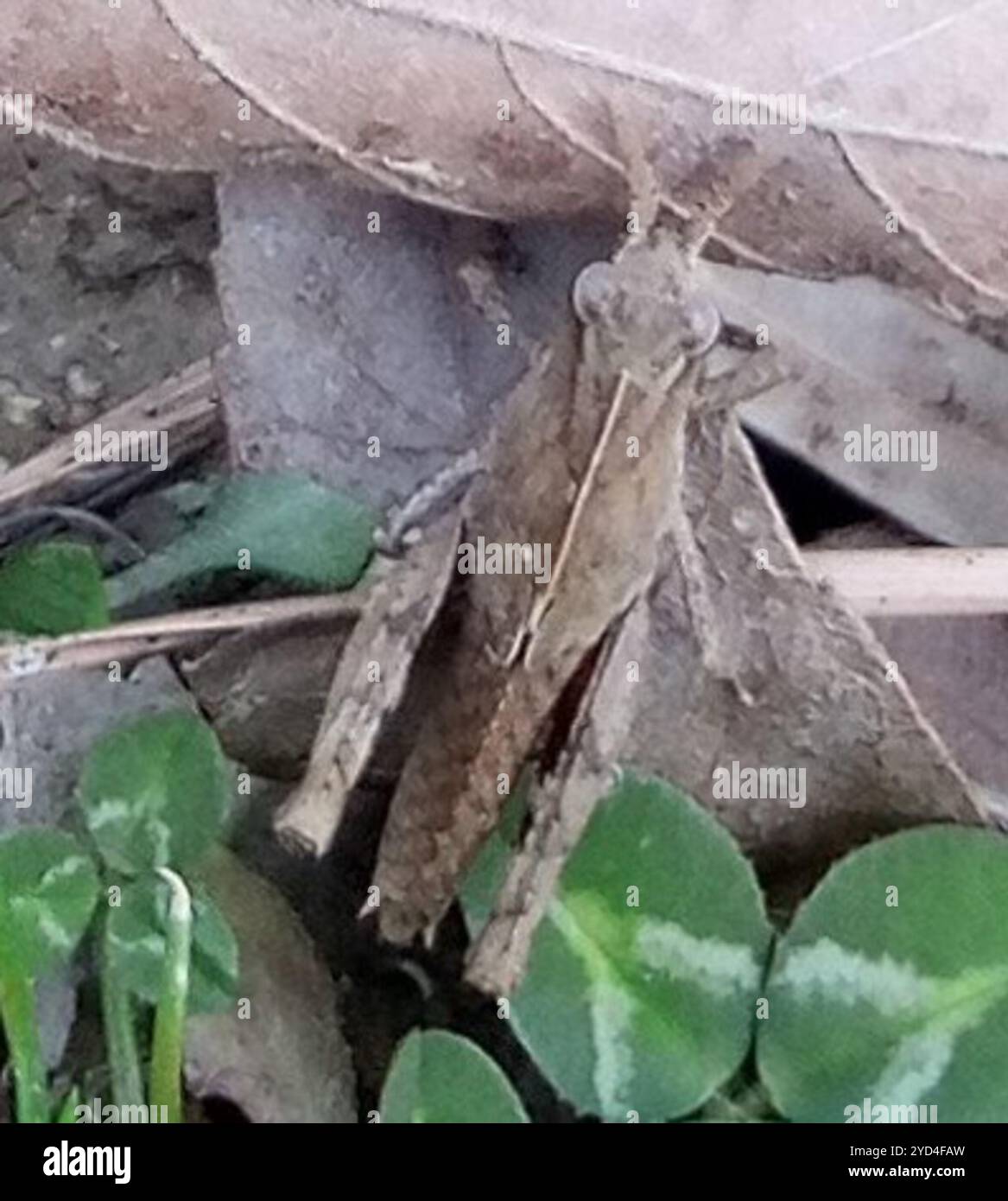 Green-striped Grasshopper (Chortophaga viridifasciata Stock Photo - Alamy